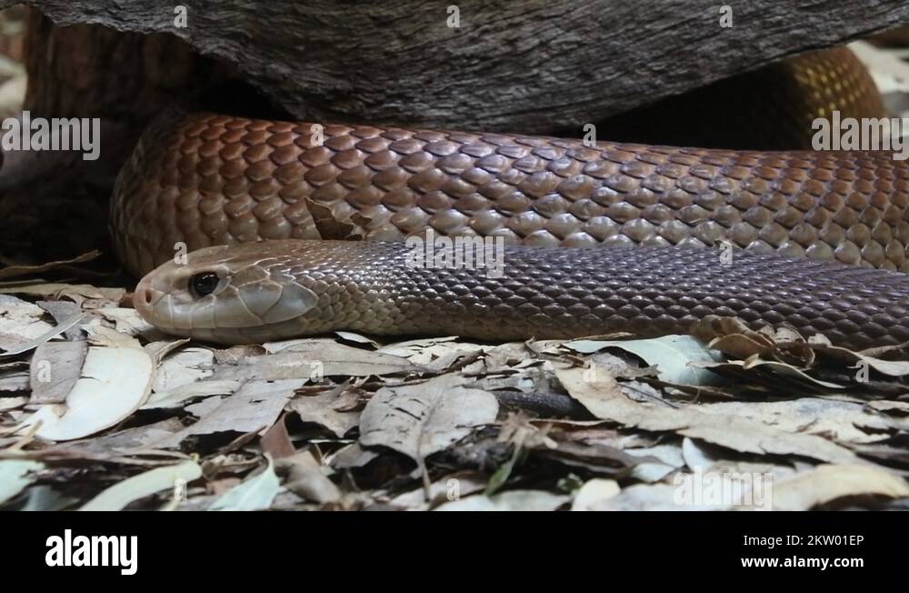 Eastern brown snake Stock Videos & Footage - HD and 4K Video Clips - Alamy