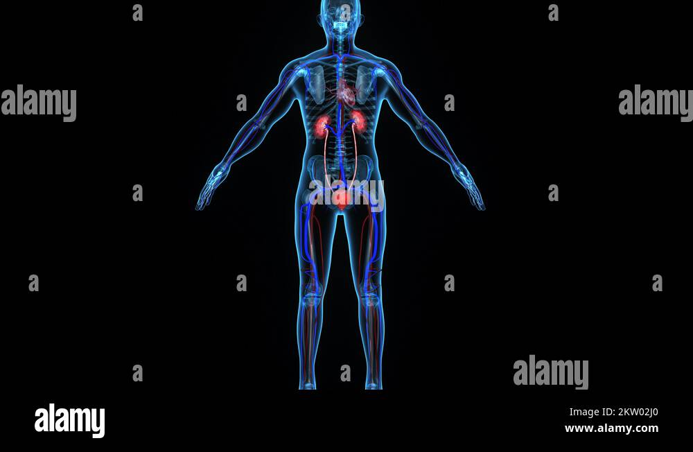 Human digestive system cross section Stock Videos & Footage - HD and 4K ...