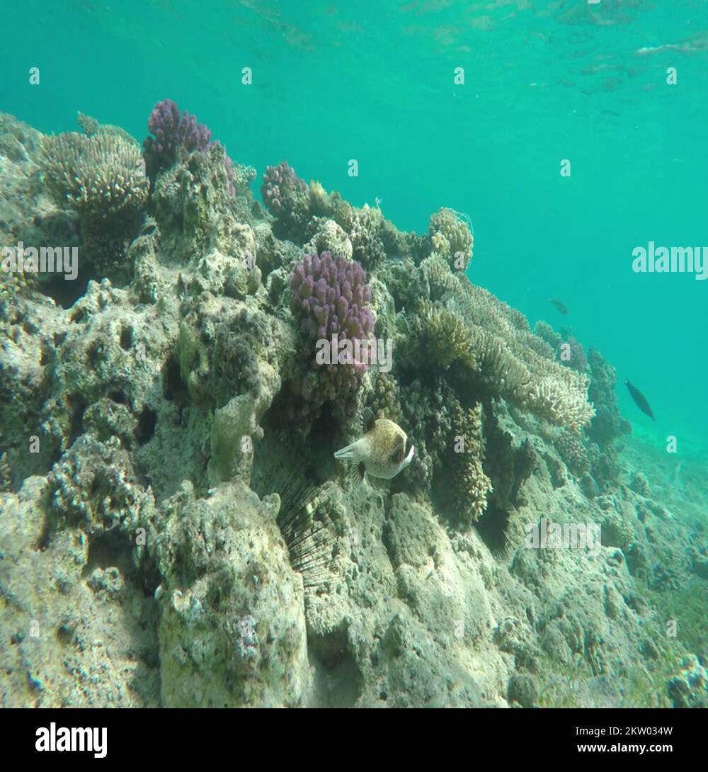 Red spotted fish Stock Videos & Footage - HD and 4K Video Clips - Alamy