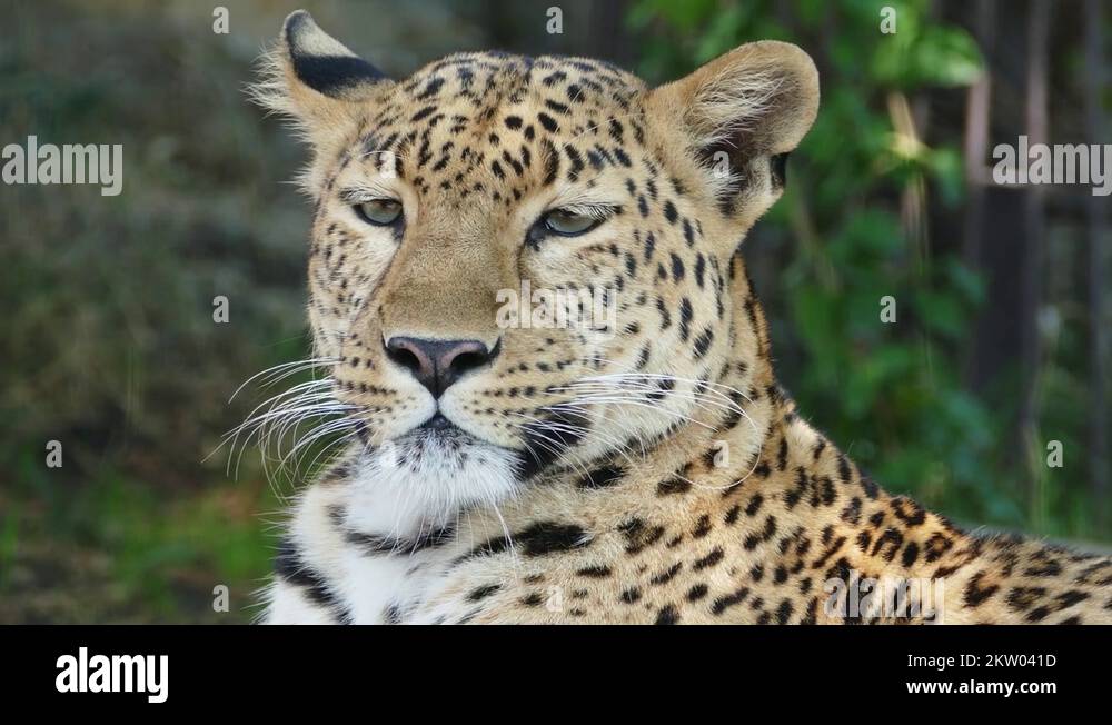Jaguar panthera onca head portrait Stock Videos & Footage - HD and 4K ...