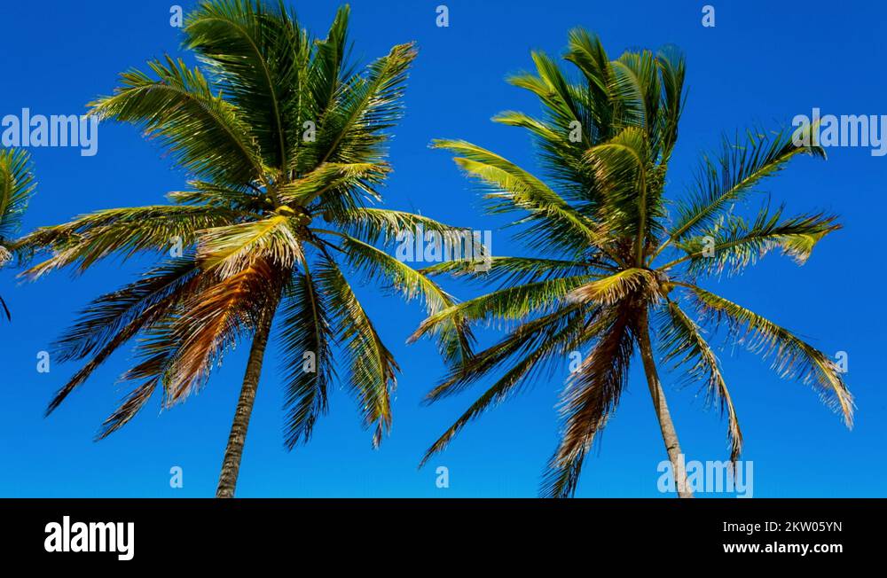 Woman standing under palm trees Stock Videos & Footage - HD and 4K ...