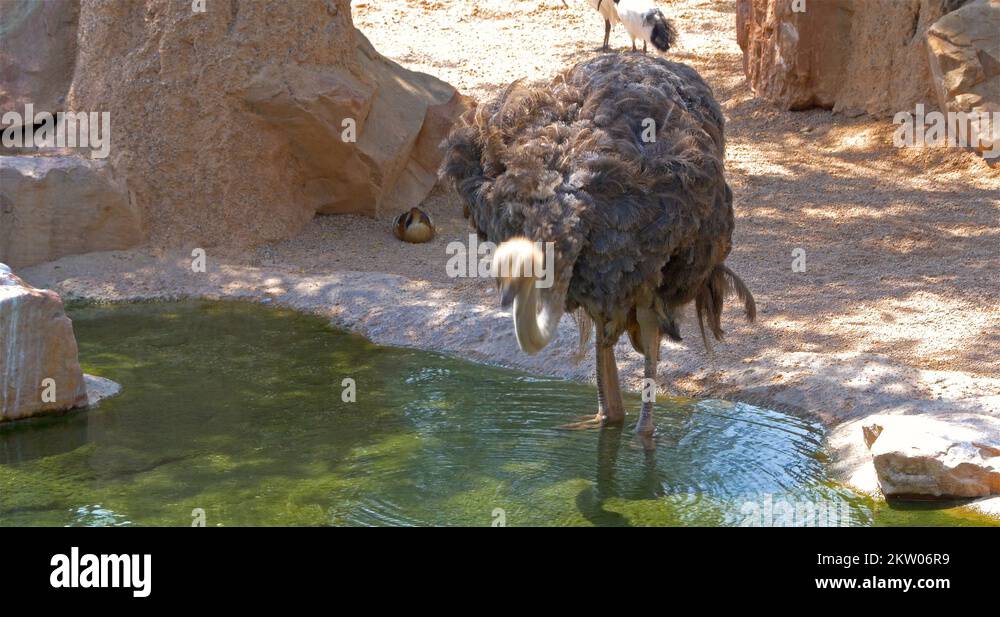 Ostrich water Stock Videos & Footage - HD and 4K Video Clips - Alamy