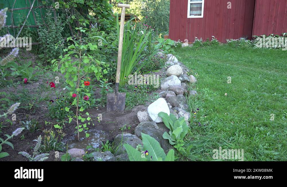 Freshly planted and watered ginkgo biloba tree sapling in rural wooden ...
