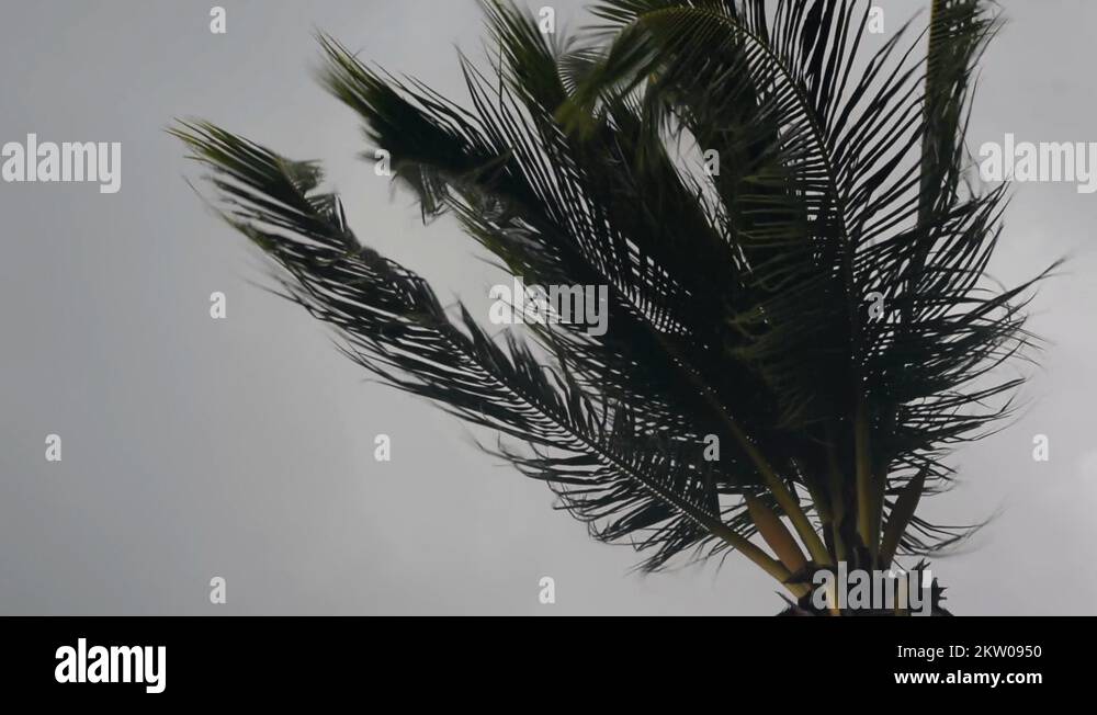 Palm tree on dramatic sky background in cyclonic wind Stock Video ...