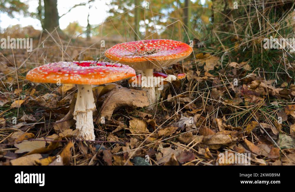 Toad stool Stock Videos & Footage - HD and 4K Video Clips - Alamy