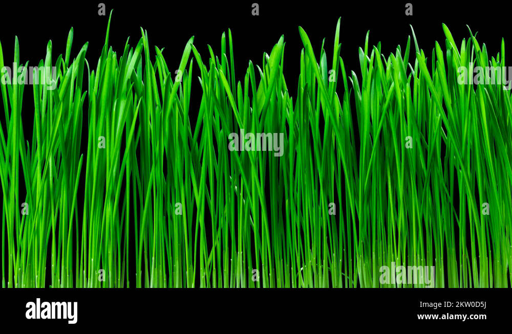 Oat growing and cutting time-lapse. 4k footage with alpha channel Stock ...
