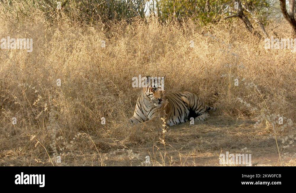 Star tiger Stock Videos & Footage - HD and 4K Video Clips - Alamy