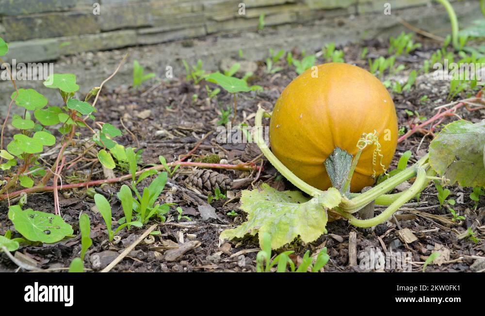 Vegetable that is a fruit Stock Videos & Footage - HD and 4K Video ...