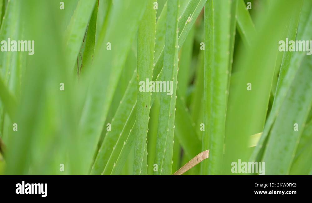 Sharp edges leaves Stock Videos & Footage - HD and 4K Video Clips - Alamy