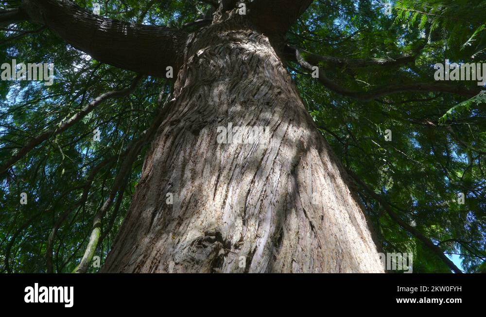 Big trunk Stock Videos & Footage - HD and 4K Video Clips - Alamy