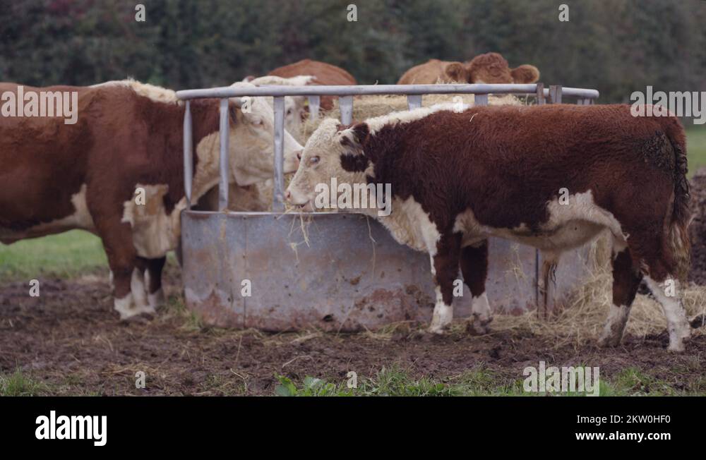 Young bulls field Stock Videos & Footage - HD and 4K Video Clips - Alamy