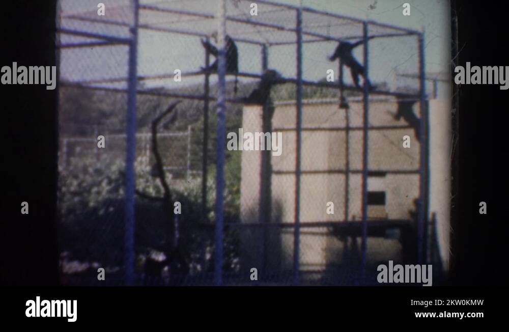 1957: five monkeys in a cage swinging from the top and running around ...