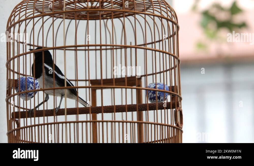 Bird photography in china Stock Videos & Footage - HD and 4K Video ...