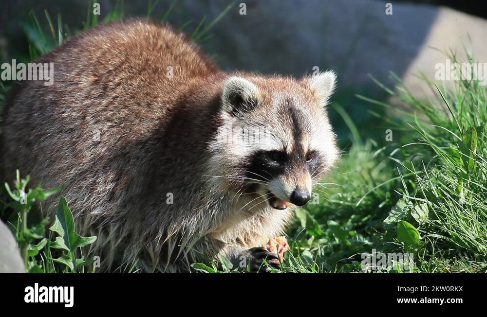 Raccoon spring Stock Videos & Footage - HD and 4K Video Clips - Alamy