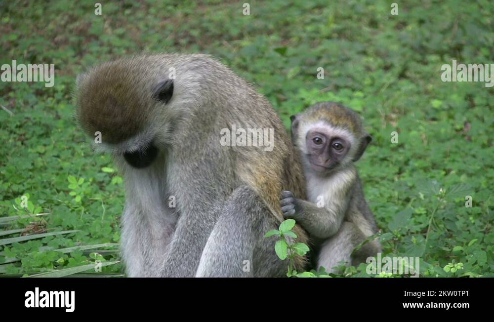 Monkey scared Stock Videos & Footage - HD and 4K Video Clips - Alamy