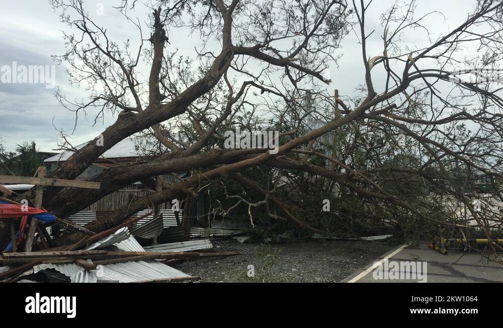 Knocked over tree Stock Videos & Footage - HD and 4K Video Clips - Alamy