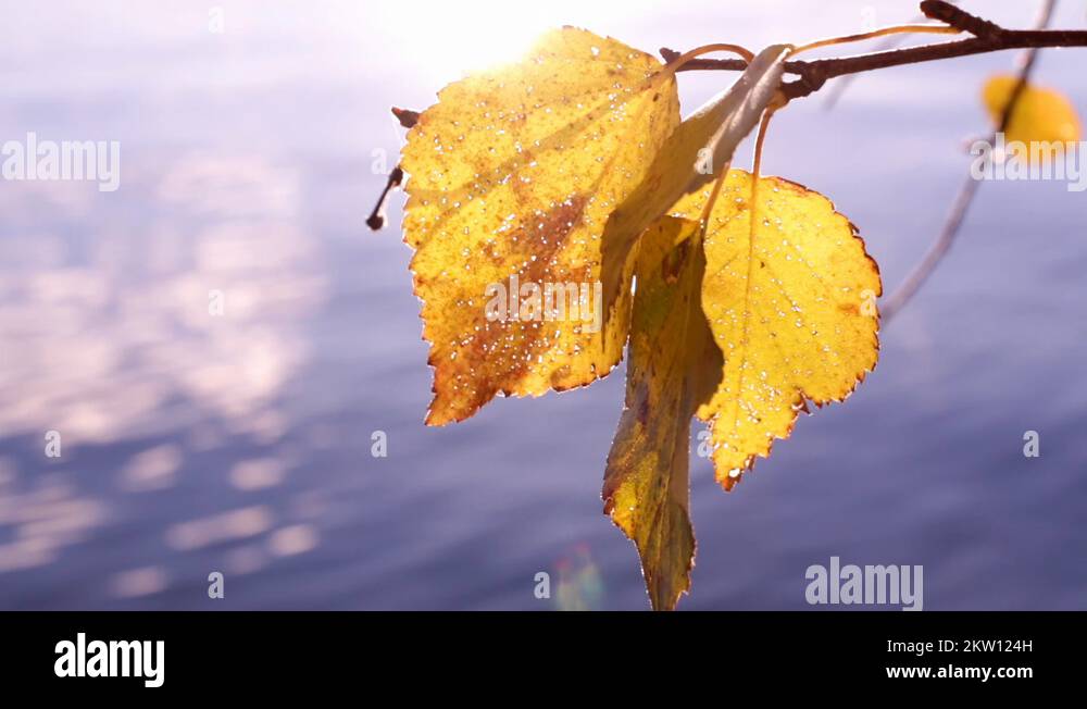 Coloured water background Stock Videos & Footage - HD and 4K Video ...