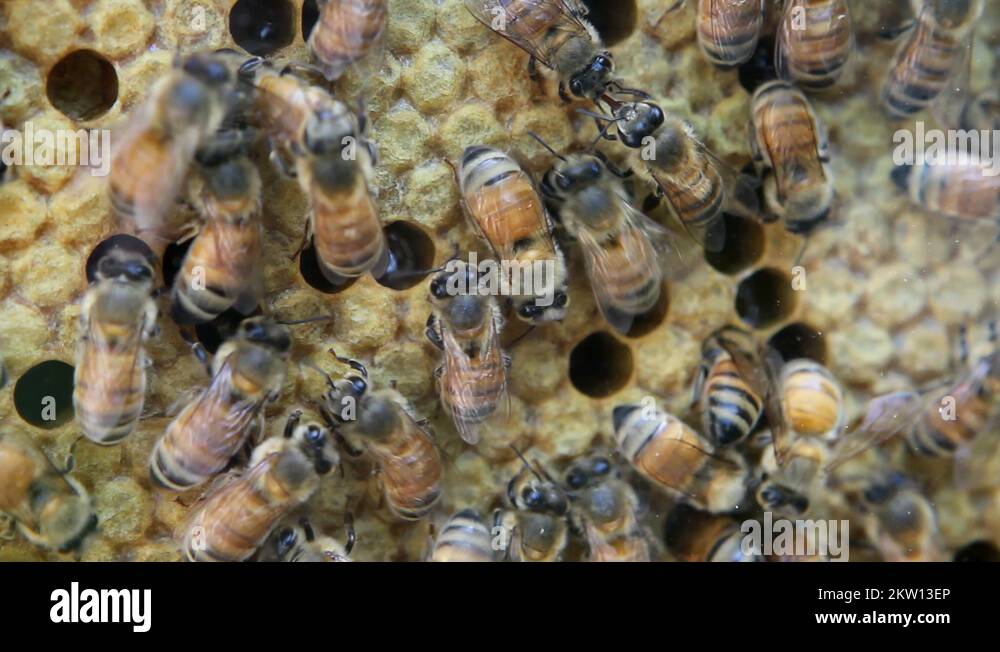 Bees building hive Stock Videos & Footage - HD and 4K Video Clips - Alamy