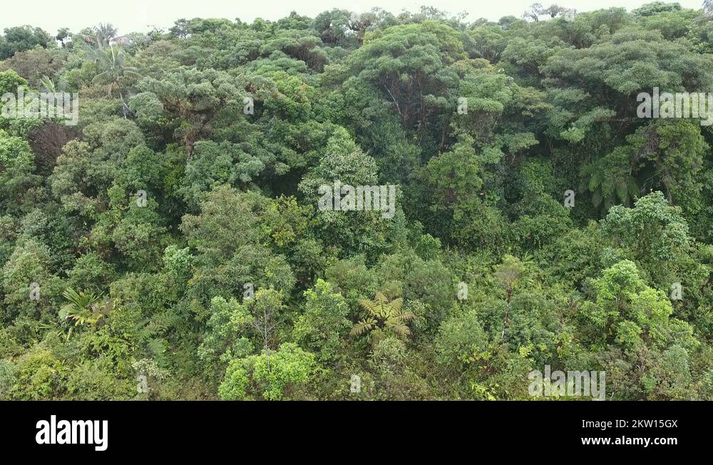 Montane environment Stock Videos & Footage - HD and 4K Video Clips - Alamy