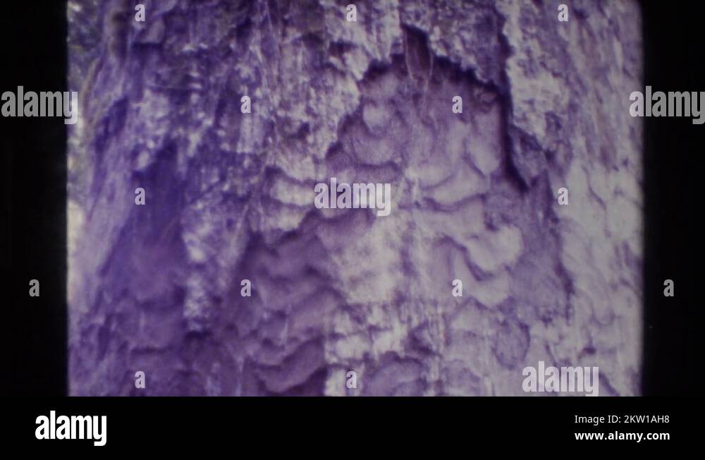 1981: the nature's drawing NEW ZEALAND Stock Video Footage - Alamy