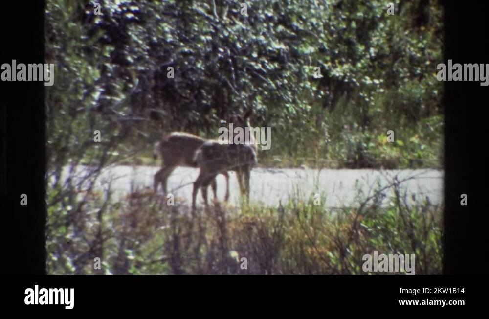 1980: two young deer frolicking on a paved road with tall grass on ...