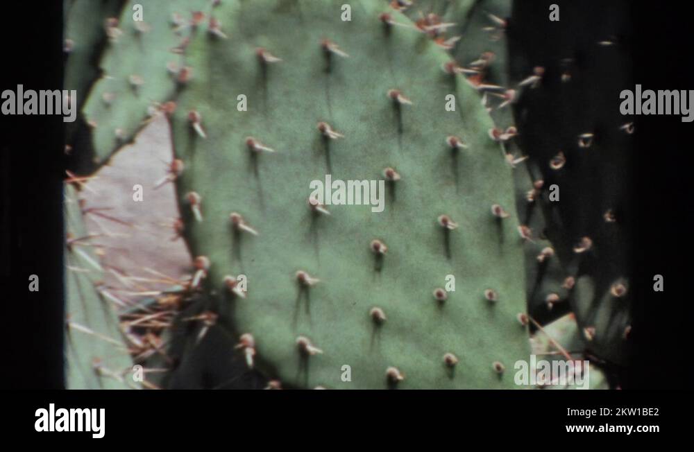 1980: cactus plant with many thorns and fleshy stem standing in the ...