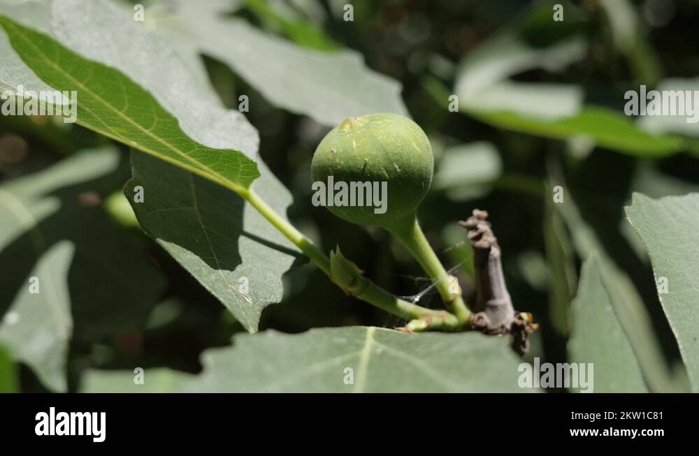 Fig fruit tree Stock Videos & Footage - HD and 4K Video Clips - Alamy