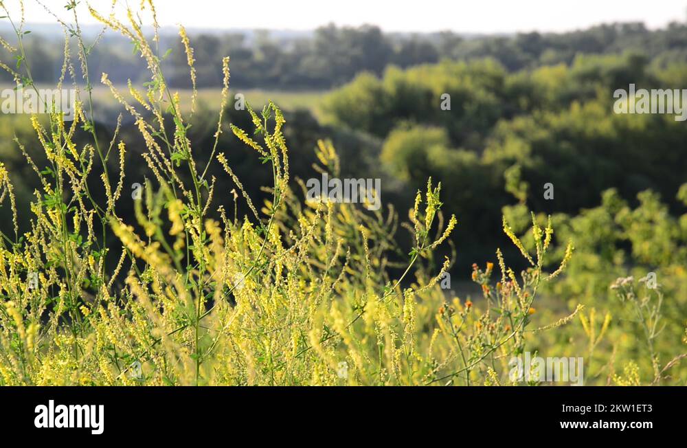 Forest steppe Stock Videos & Footage - HD and 4K Video Clips - Alamy