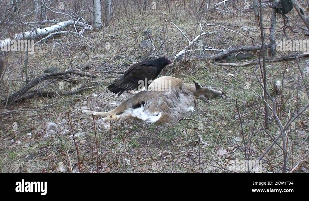 Dead deer carcass Stock Videos & Footage - HD and 4K Video Clips - Alamy