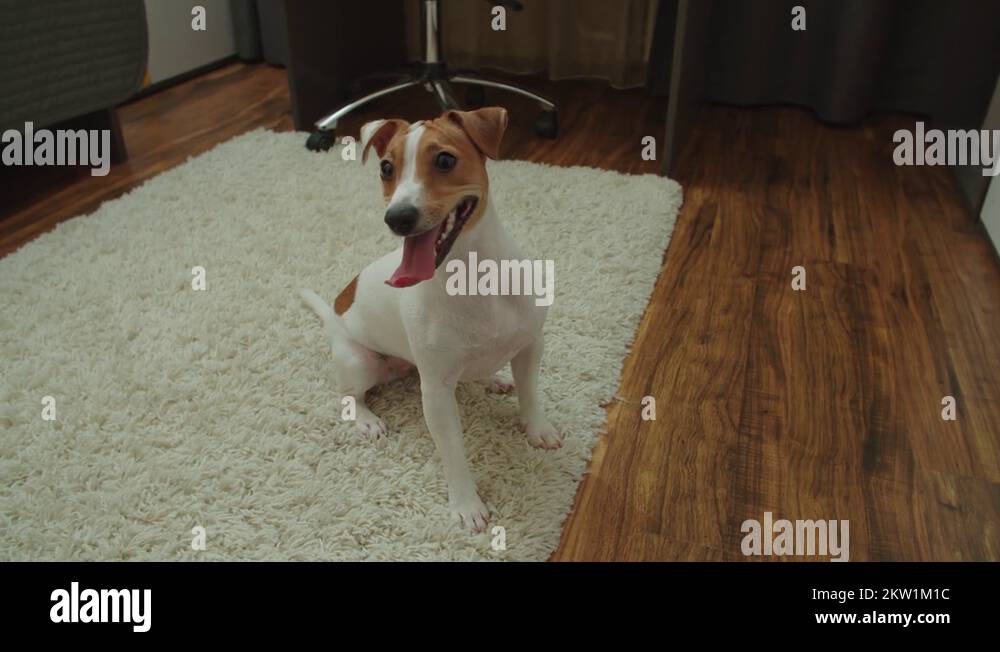 cute puppy Jack Russell Terrier, very fun stands up on his hind legs ...