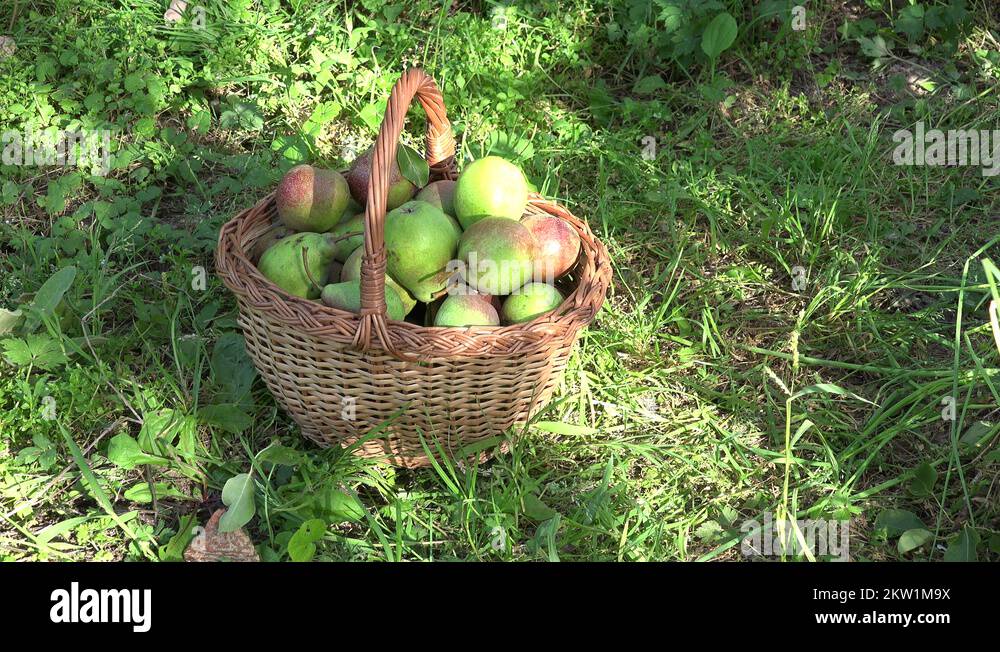 Pear tree in grass garden Stock Videos & Footage - HD and 4K Video ...