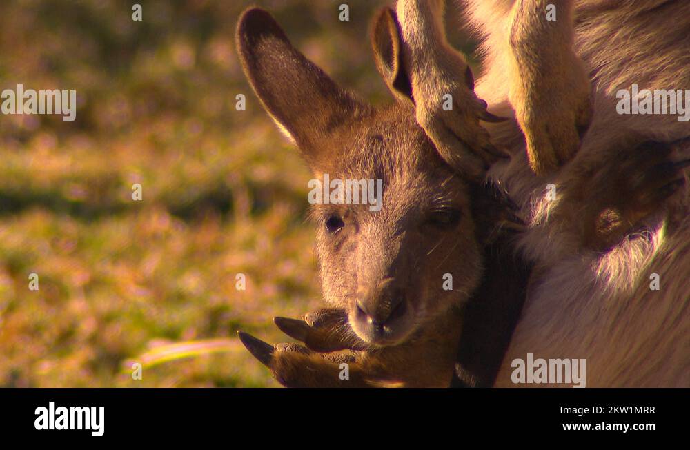 Kangaroo - native Australian marsupial Stock Video Footage - Alamy