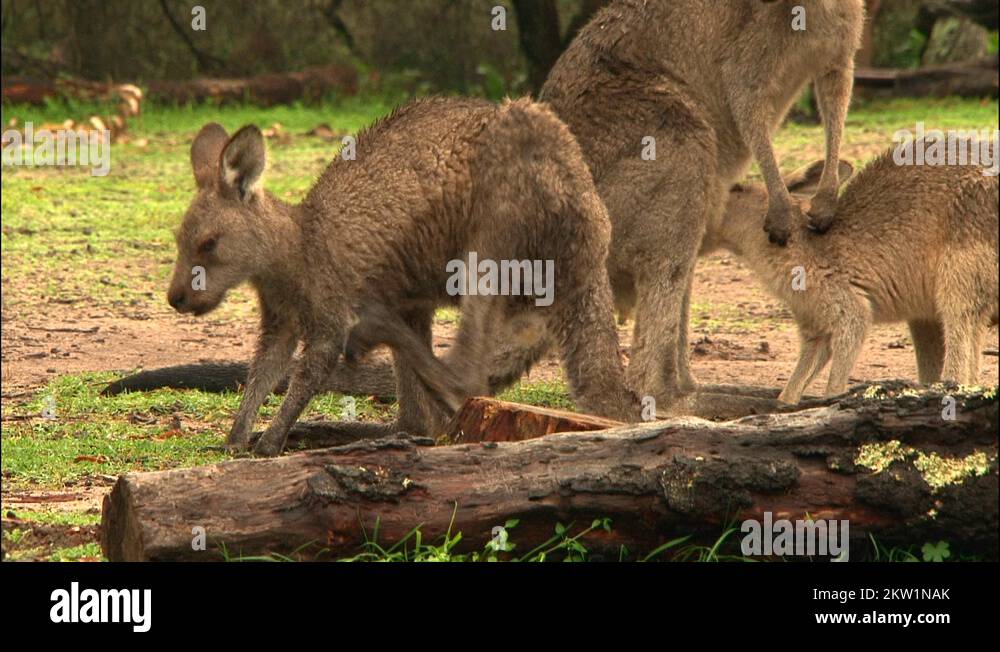 Kangaroo - native Australian marsupial Stock Video Footage - Alamy