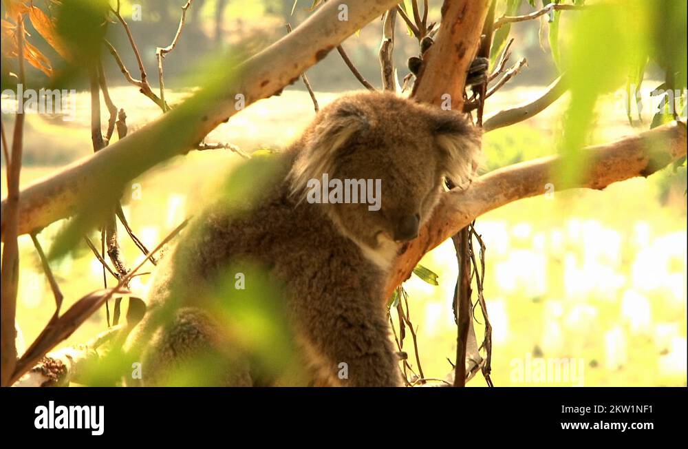 Koala in the tree Stock Videos & Footage - HD and 4K Video Clips - Alamy
