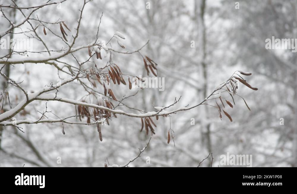 Black locust tree Stock Videos & Footage - HD and 4K Video Clips - Alamy