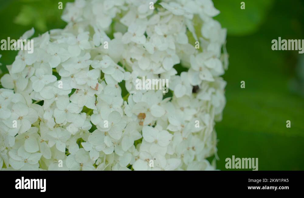 Fully green nature Stock Videos & Footage - HD and 4K Video Clips - Alamy