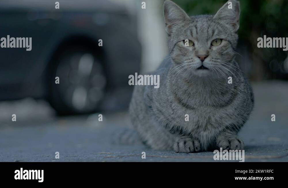 Cat israel Stock Videos & Footage - HD and 4K Video Clips - Alamy