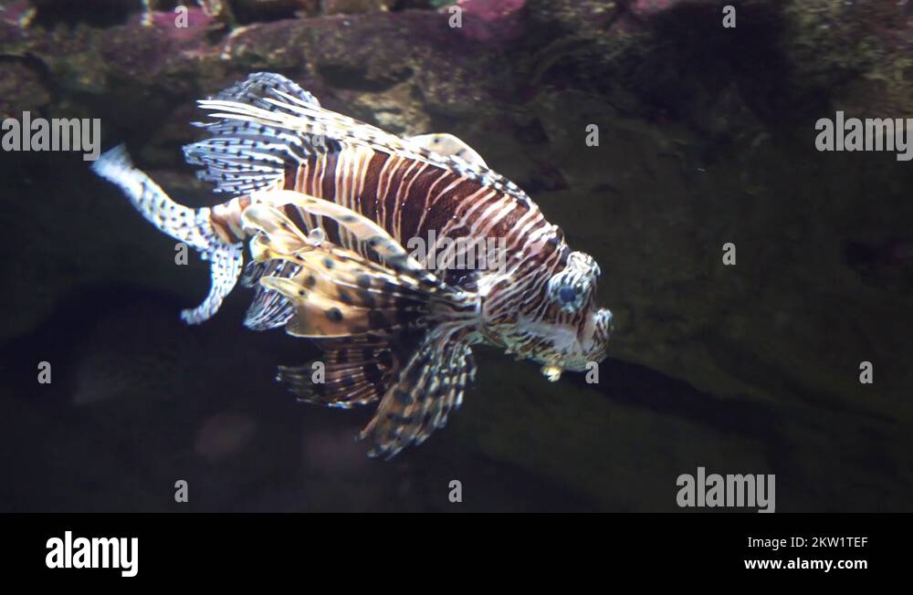 Oceanarium fish Stock Videos & Footage - HD and 4K Video Clips - Alamy