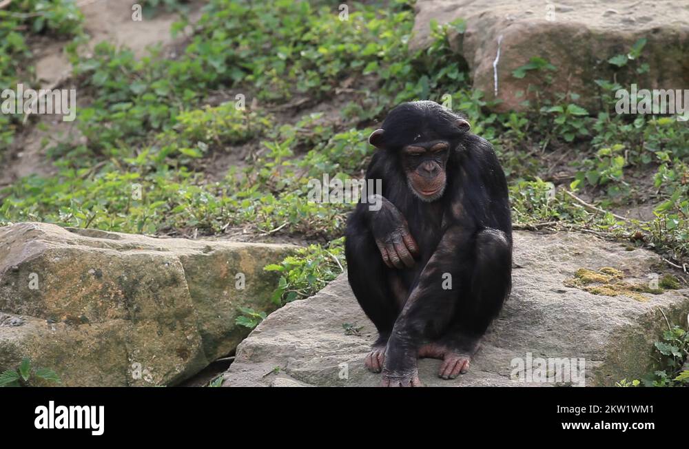 Chimpanzee face expression Stock Videos & Footage - HD and 4K Video ...