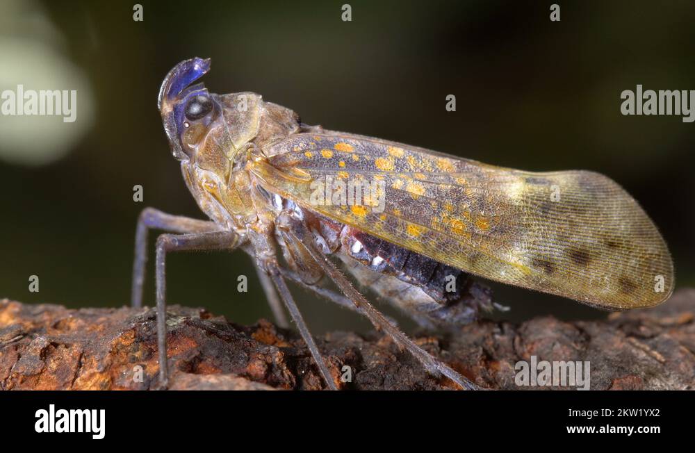 Hemipteran bug family Fulgoridae on a branch in the rainforest, Ecuador ...