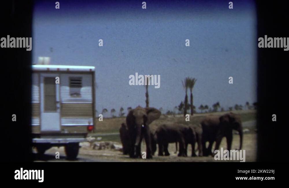 1971: a camera view of a group of elephants that are on the side of a ...
