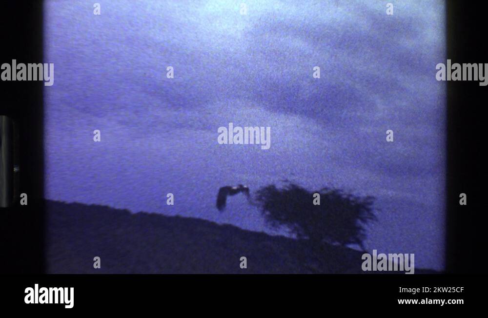 Wolf markings Stock Videos & Footage - HD and 4K Video Clips - Alamy