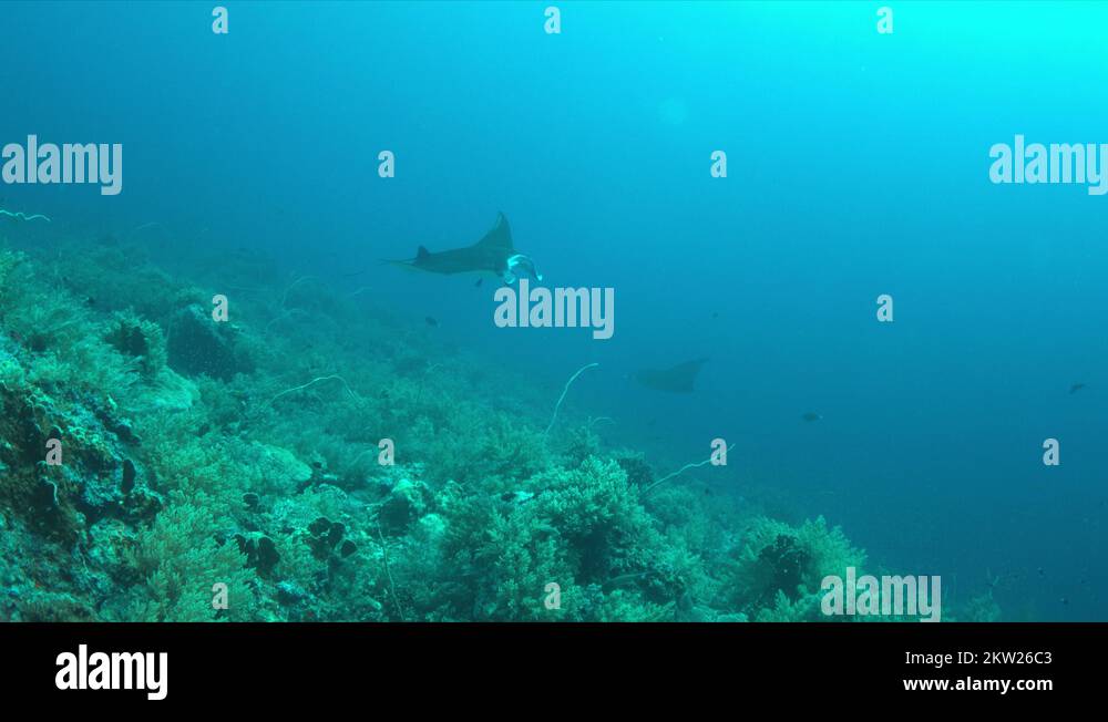 Two Manta rays on a coral reef 4k Stock Video Footage - Alamy