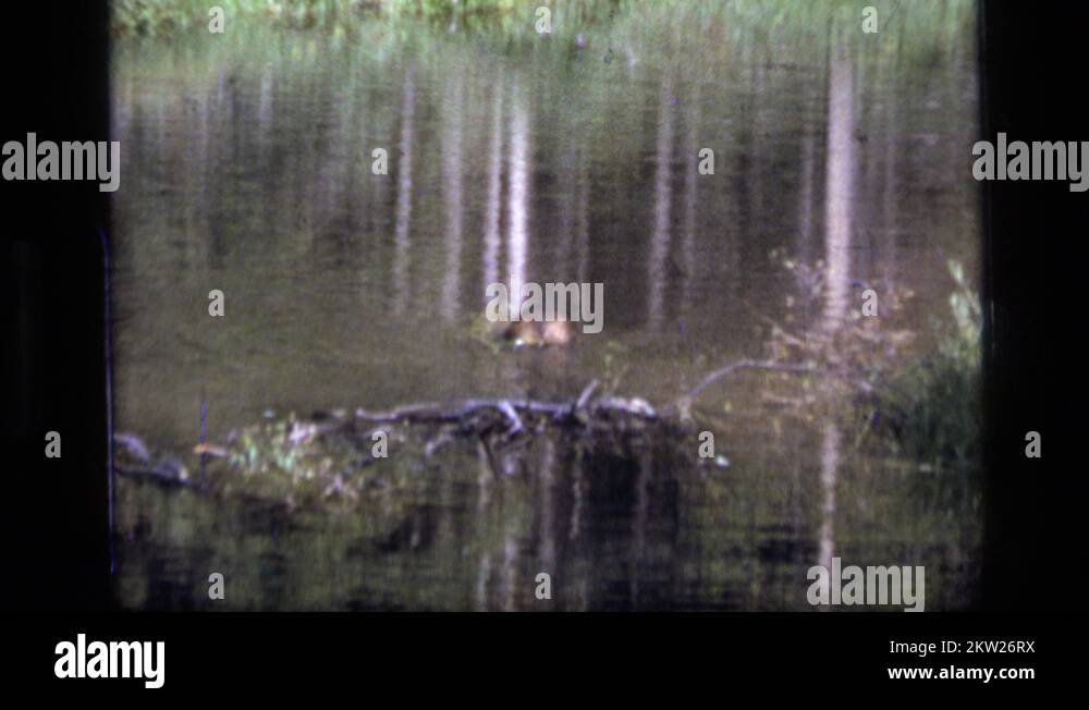 Beaver making dam Stock Videos & Footage - HD and 4K Video Clips - Alamy