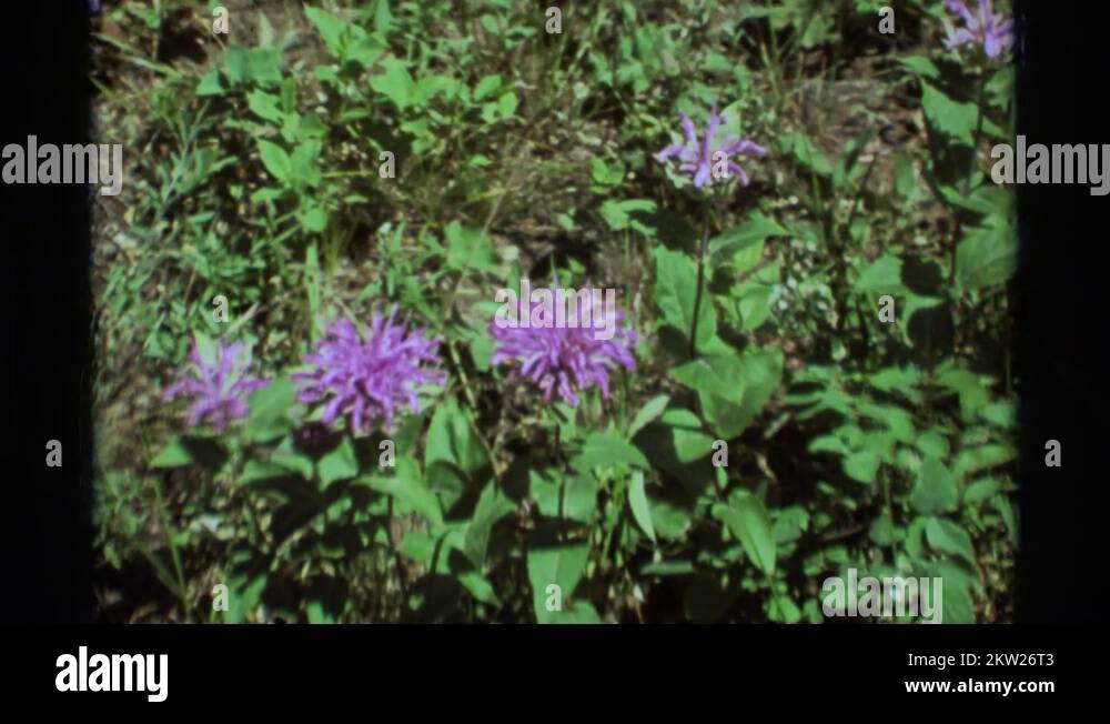 Curved flower stems Stock Videos & Footage - HD and 4K Video Clips - Alamy