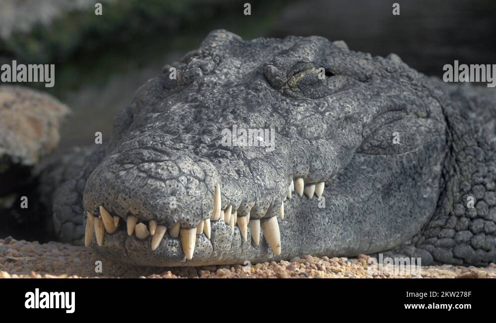 Animal with big teeth Stock Videos & Footage - HD and 4K Video Clips ...