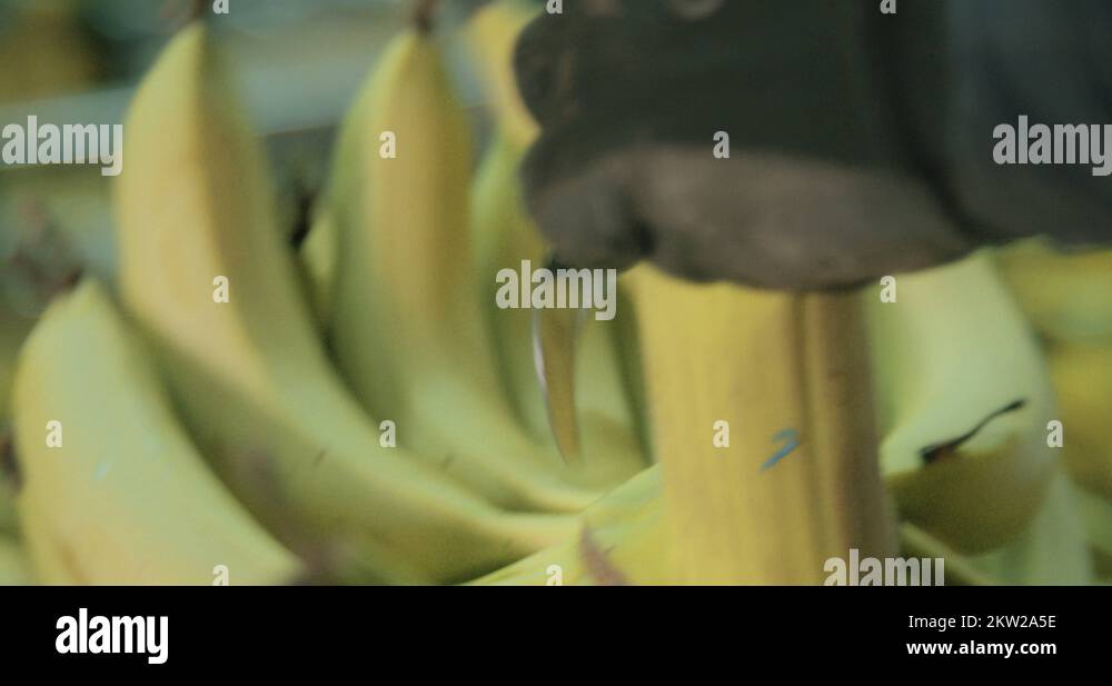 Cutting banana tree Stock Videos & Footage - HD and 4K Video Clips - Alamy