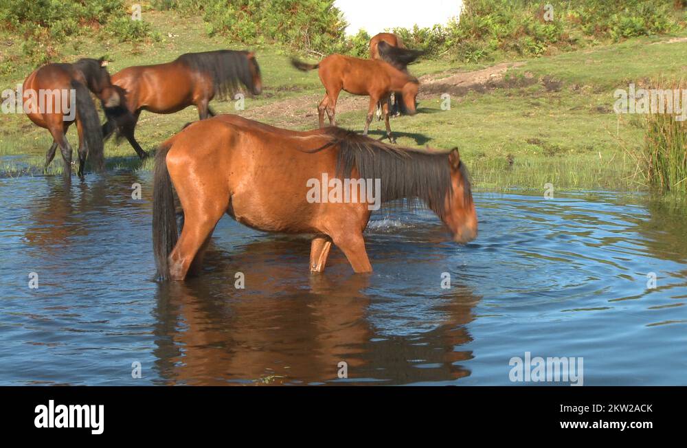 Wild horses water in Stock Videos & Footage - HD and 4K Video Clips - Alamy