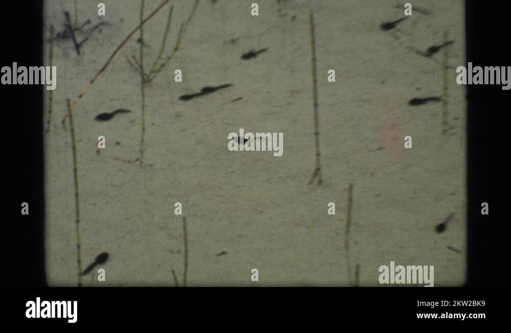 1977: tadpoles swimming in shallow river stream GLACIER BAY ALASKA ...