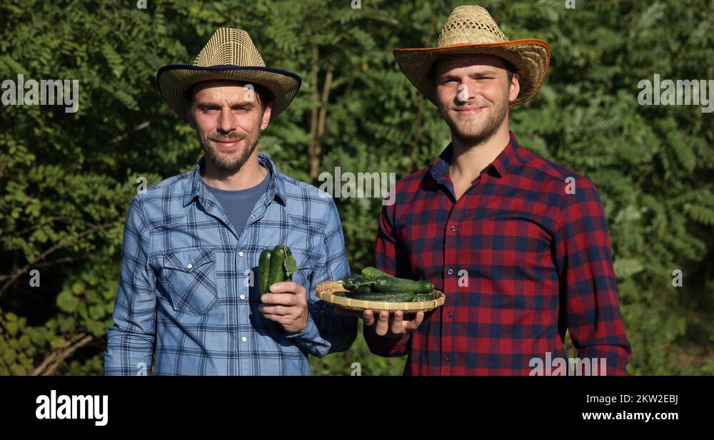 Farmer Men Team Work Presentation Hold Bio Cucumbers Organic ...